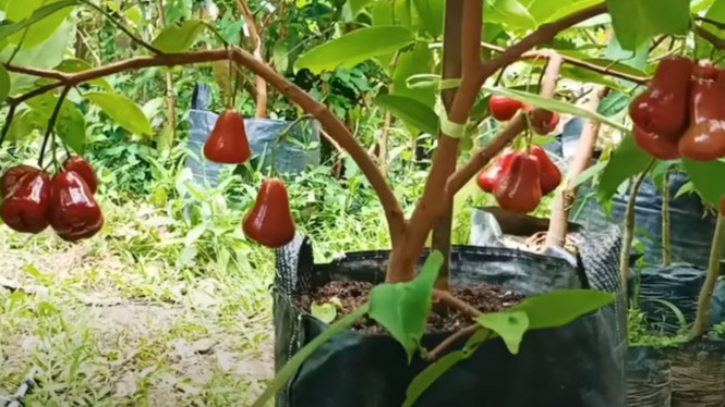 Bikin Tetangga Penasaran! Pohon Jambu Air Ini Berbuah Deras Meski Cuma ...