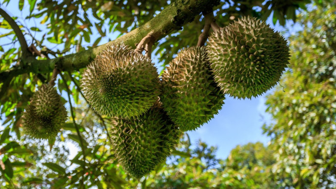 Durian Ini Bukan Stek, Tapi Rasanya Montong Banget! Biji Gede, Pulennya ...
