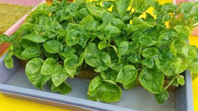 Sangat Mudah Bun, Ini Cara Memperbanyak Bayam Brazil dengan Stek Batang