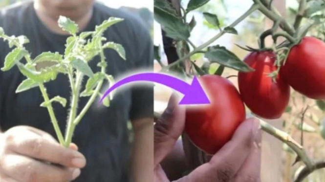 Cara Mudah Menanam Tomat dari Tunas Air: Cepat Panen, Hasil Melimpah!