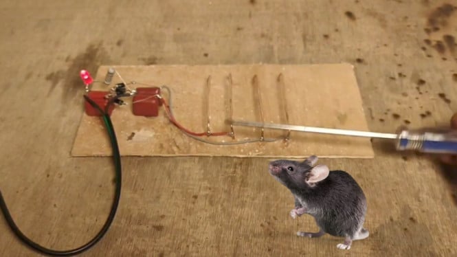 Alat Setrum Tikus Super Ampuh dari Barang Bekas, Tikus Auto Pergi ...