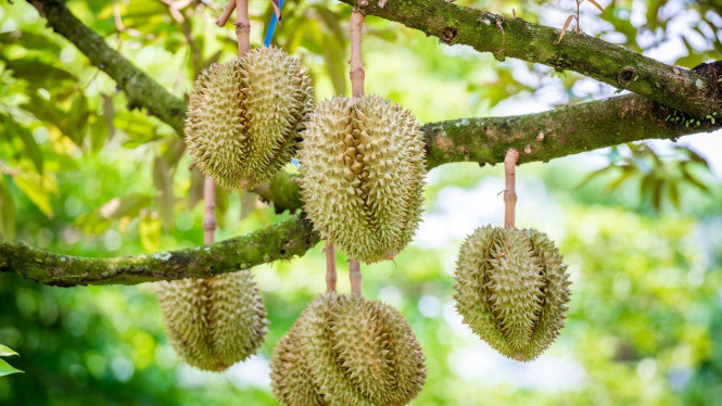 Bikin Panen Durian Jadi Cepat dan Lebat, Teknik Busut Ini Wajib Dicoba ...