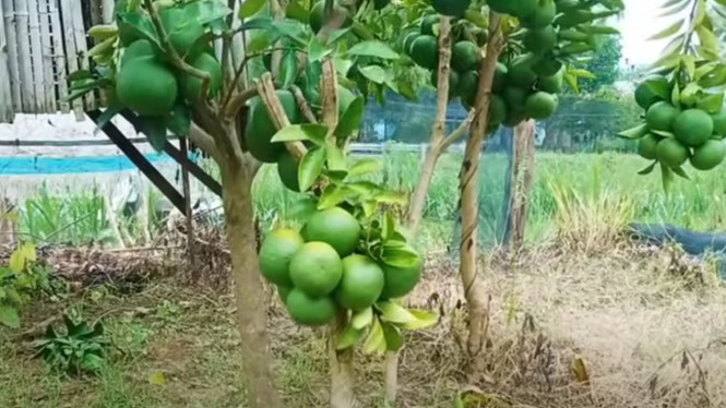 Pohon Jeruk Subur Tapi Tak Berbuah? Ternyata Masalahnya Bukan di Pupuk ...