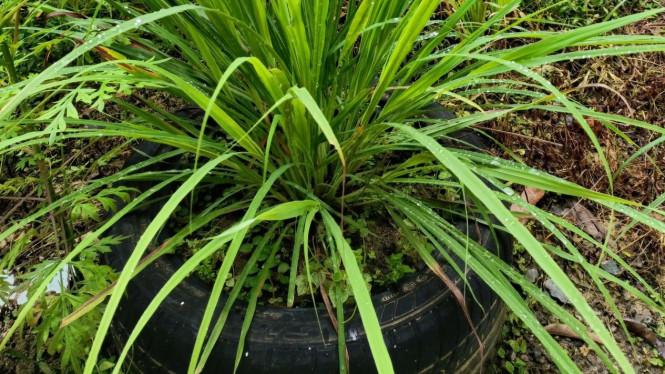 Cara Unik Tanam Serai Tanpa Akar, Cukup Modal Air dan Sinar Matahari di ...