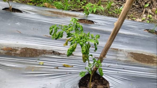 Ciri-ciri Tanaman Cabai Kerdil, Cepat Cegah dengan Cara Mudah Ini