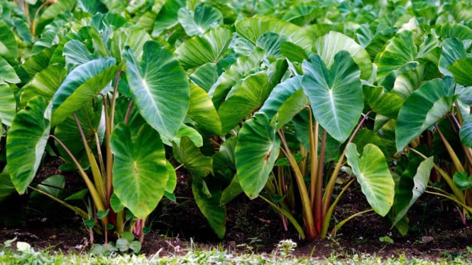 Tak Perlu Modal Besar! Budidaya Talas Ini Bikin Kantong Gendut, Cocok ...