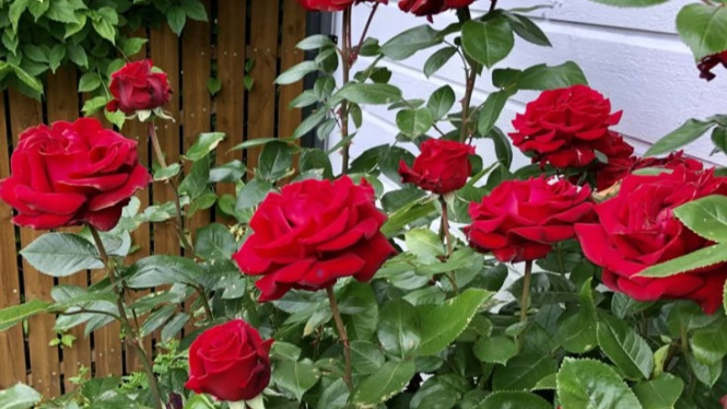 Bikin Bunga Mawar Auto Rimbun dan Cantik di Pot, Pemula pun Pasti Berhasil!