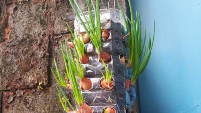 Unik! Tanam Bawang Merah Bisa di Botol Bekas, Caranya Mudah Hasilnya ...