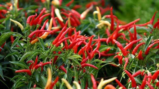 Cabai Tua Bisa Comeback! Tips Peremajaan Ini Ampuh Bikin Tanamanmu ...