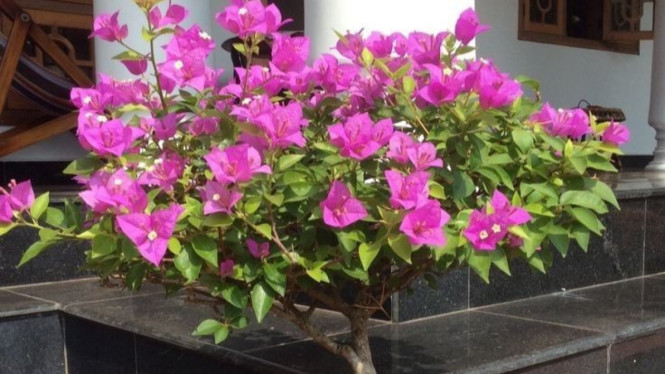 Stek Bougenville Gagal Terus? Jangan Putus Asa, Ini Rahasia Bikin Cepat ...