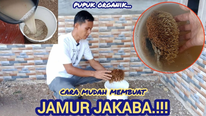 Jamur Jakaba Super Ampuh untuk Tanaman, Hanya Pakai 2 Bahan Langsung Jadi!