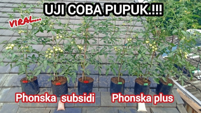 Eksperimen Phonska Subsidi vs Phonska Plus untuk Tomat, Mana yang Lebih ...