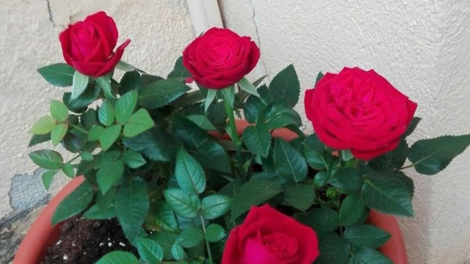 Tips Menanam Bunga Mawar dalam Pot Agar Tidak Gagal dan Mati, Ini ...