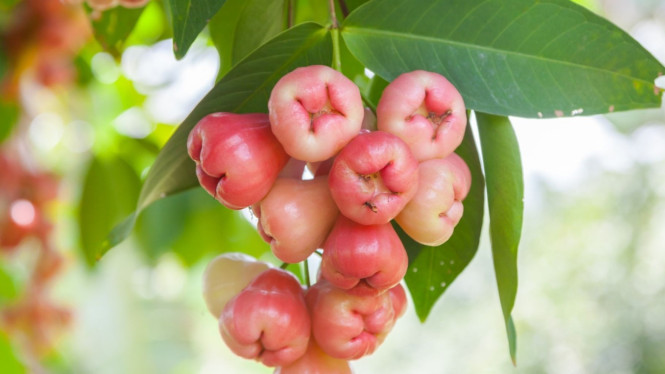 Jambu Air Busuk di Dalam Meski Dibungkus? Cek Cara Bungkusnya, Salah ...