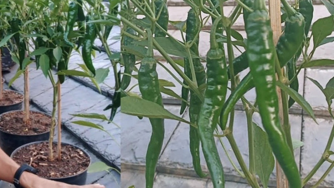 Cara Mudah Menanam Cabai Merah di Pot, Buah Lebat Panen Melimpah