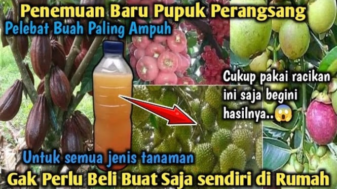 Tanaman Sulit Berbuah? Jangan Ditebang, Ini Solusinya! Tanaman Apapun Bisa Lebat