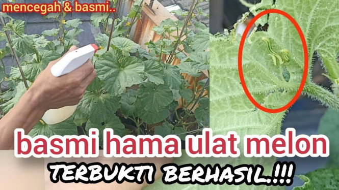 Hama Tanaman Melon Bikin Daun Hancur? Ternyata Cara Membasminya Semudah Ini