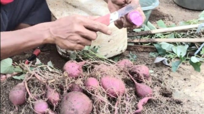 Mau Ubi Jalar Ungu di Pot Karung Tumbuh Subur dan Panen Melimpah? Ini Cara Merawat dan Menanamnya