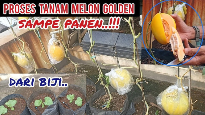 Cuma di Polybag, Melon Golden Ini Bisa Besar dan Manis Banget Sampai Bikin Ngiler