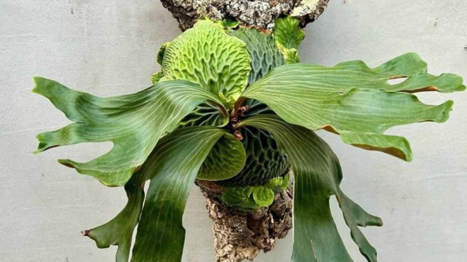 Cara Merawat Tanaman Hias Simbar Kadaka, Cantik dan Unik