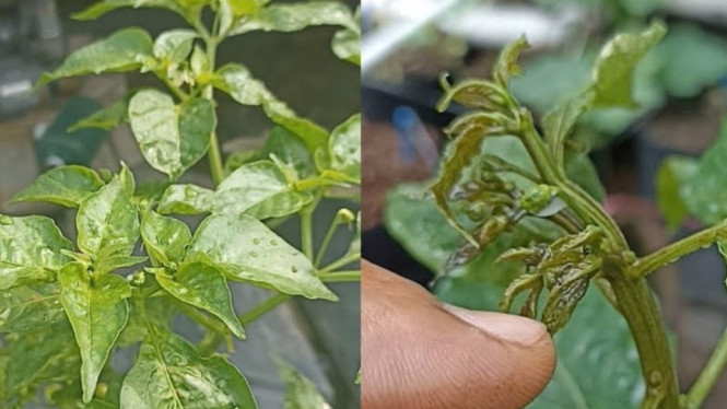 Daun Cabai Keriting Parah Kena Hama? Begini Cara Mudah Mengatasinya ...