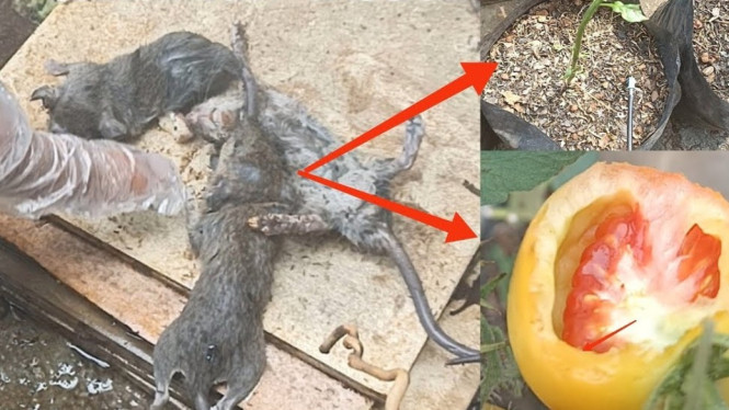 Tanaman dan Hasil Panen Sering Dirusak Tikus? Ini Cara Ampuh Membasmi ...