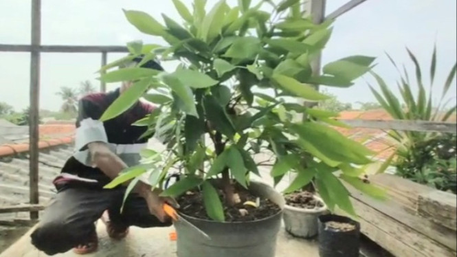 Ternyata Gampang, Ini Cara Membuat Bonsai Jambu Air, Hasilnya Indah dan ...