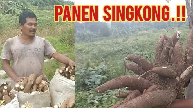 Singkong Tanpa Pupuk dan Minim Perawatan Bisa Panen Berlimpah, Begini ...