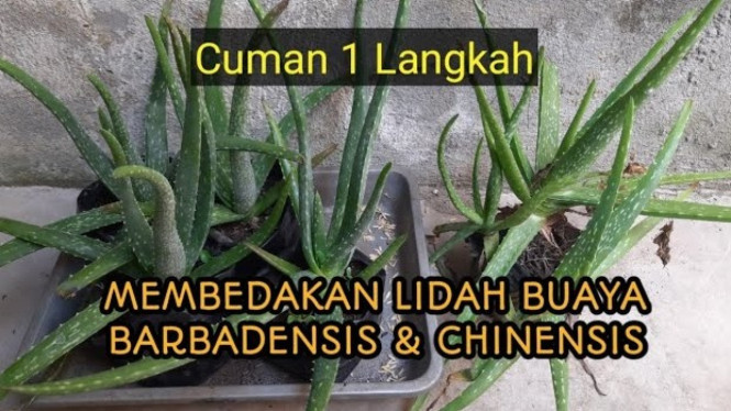 Jangan Sampai Salah, Begini Cara Mudah Mengenali Lidah Buaya Chinensis ...