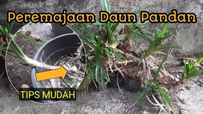 Daun Pandan Tua Bisa Muda Lagi, Begini Cara Praktis Peremajaan yang Tepat