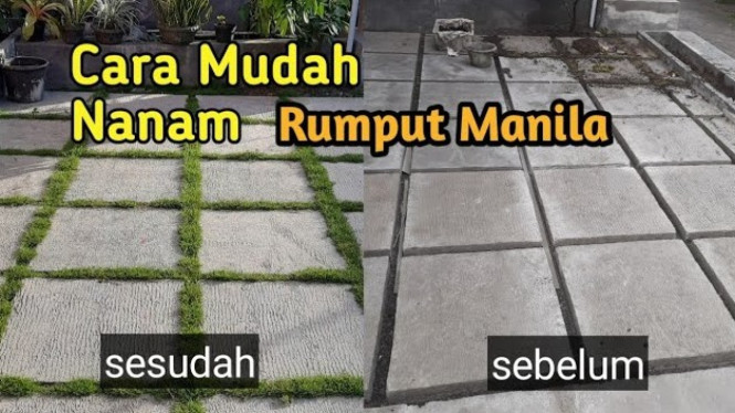 Ingin Rumput Manila di Halaman Rumah, Begini Cara Menanam yang Benar ...