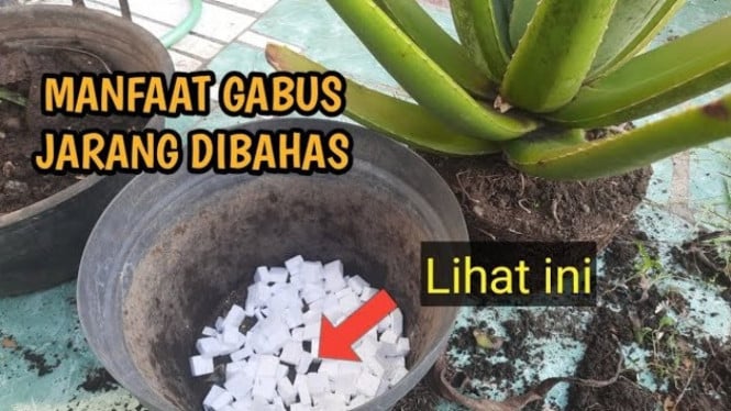 Styrofoam Bekas Ternyata Punya Manfaat Luar Biasa untuk Tanaman, Petani ...