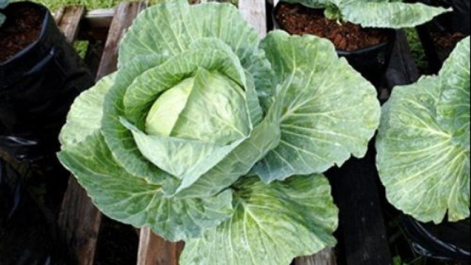 Tips Menanam Sayur Kol Menggunakan Polybag di Dataran Rendah Agar ...