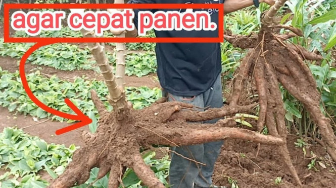 Rahasia Budidaya Singkong Agar Panen Melimpah, Satu Pohon Bisa Sampai 5 ...