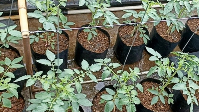 Tomat di Polybag Bisa Berbuah dalam 1 Bulan? Begini Cara Mudah Menanamnya