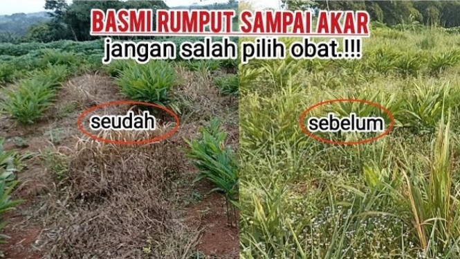 Ampuh Banget! Cara Basmi Segala Jenis Gulma Tanaman Sampai Akar-Akarnya