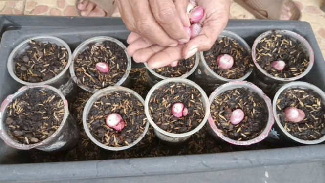 Cara Mudah untuk Pemula Menanam Bawang Merah di Gelas Plastik, Tips untuk Tumbuh dan Panen ...