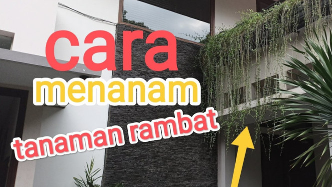 Lee Kwan Yew Tanaman Rambat Mudah Banget, Media Air ss Tanah Mana Lebih ...