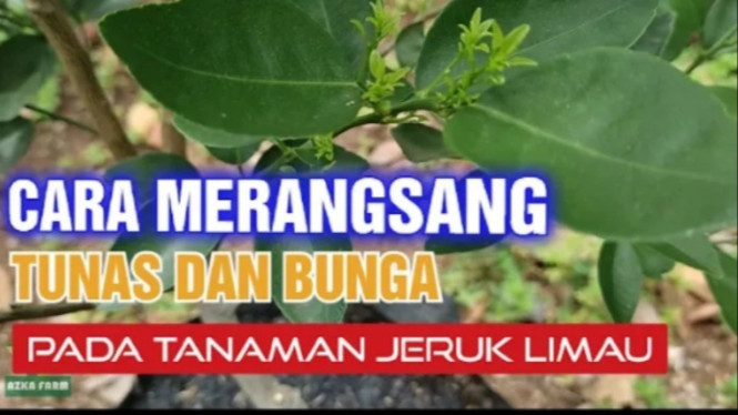 Tips Merangsang Pertumbuhan Tunas dan Bunga Tanaman Jeruk Limau, Simple ...