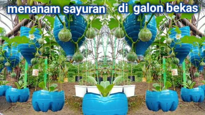 Galon Bekas Jangan Dibuang, Sulap Jadi Media Menanam Sayuran Gantung Keren!