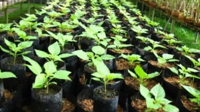 Cara Semai Benih Cabai Anti Gagal, Ini Racikan Pupuknya!