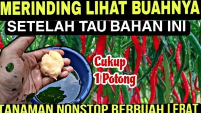 Merinding! Ini Cara Bikin Pupuk Agar Tanaman Subur dan Berbuah Lebat