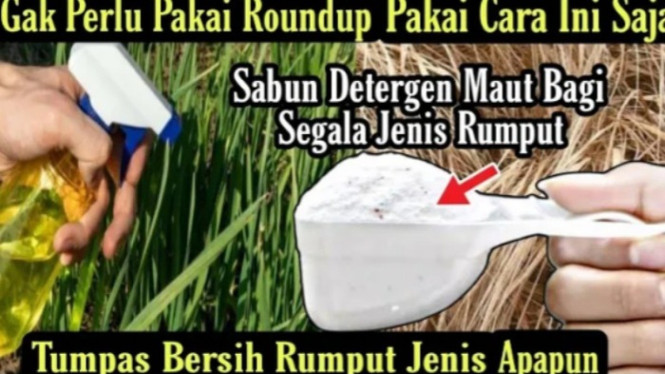 Harga Racun Mahal! Ini Cara Mudah Membuat Racun Rumput Sendiri dari ...