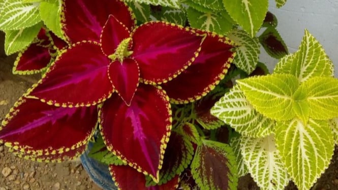 Cara Bikin Tanaman Hias Miana Daun Lebar, Warna Tegas, dan Cepat ...