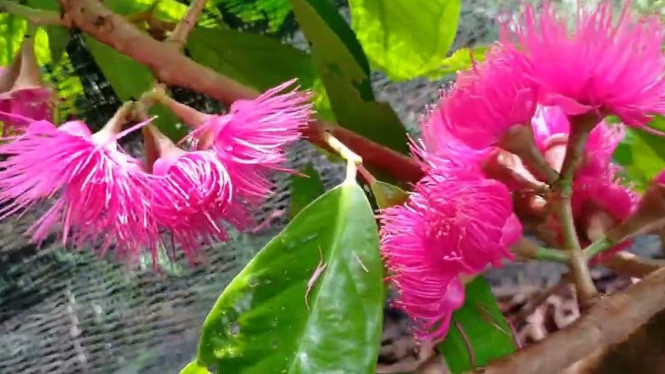 Gila! Jambu Jamaika Ini Baru 2 Tahun Udah Buah Lebat, Warnanya Bikin ...