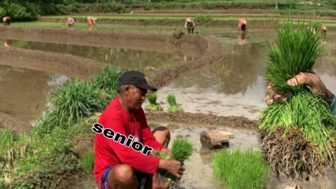 Proses Tanam Padi Manual dari Daut hingga Tandur, Ternyata Ada Tips dan ...