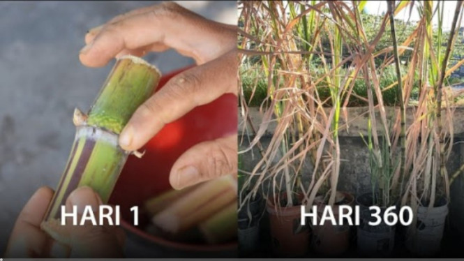 Menanam Tebu di Pot: Mudah, Nostalgis, Tapi Apakah Sepadan?