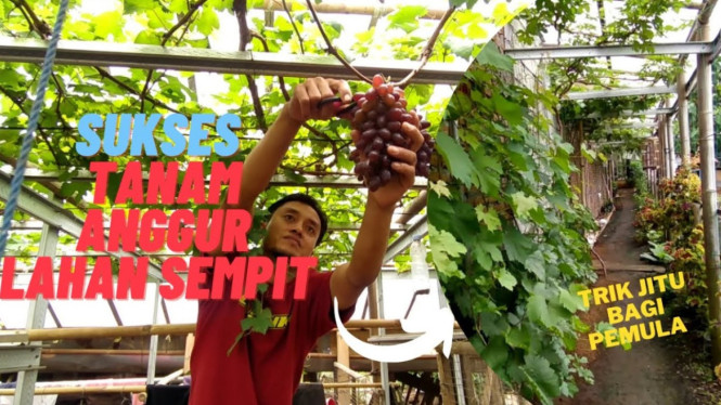 Tips Budidaya Anggur di Halaman Rumah, Meski Lahan Sempit Tetap Panen ...