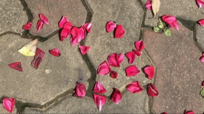 Bunga dan Buah Rontok Terus? Ini Jurus Jitu Bikin Panen Lebat Anti Gagal!