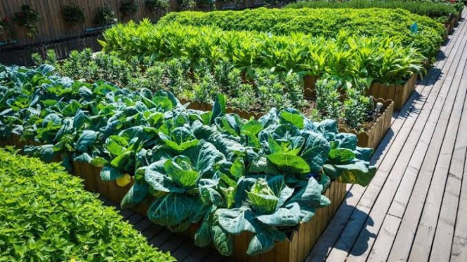 Rahasia Tanaman Sayur Tumbur Subuh dan Panen Melimpah, Bisa Dilakukan ...